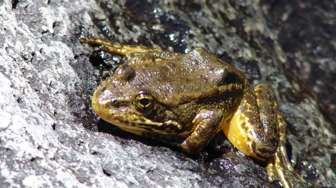 Four Populations of Foothill Yellow-Legged Frog Listed as Endangered or ...